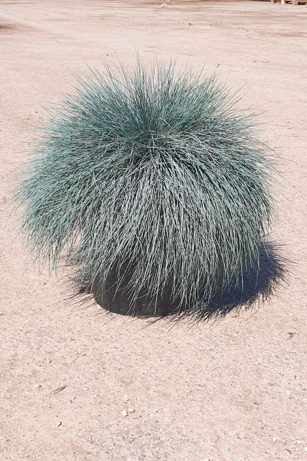 Festuca Glauca - Algorós Viveros